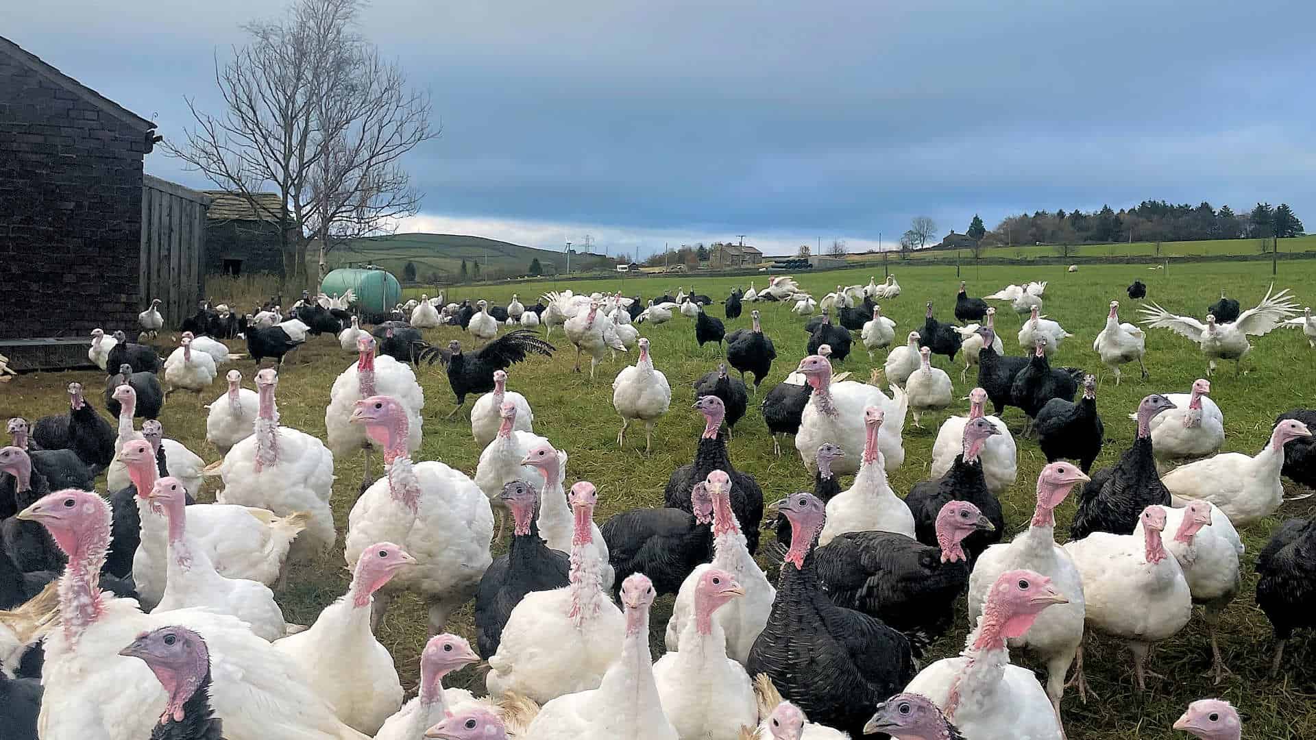 Christmas Turkeys for Sale | Buy Turkey crowns - Atkinsons Turkey Farm